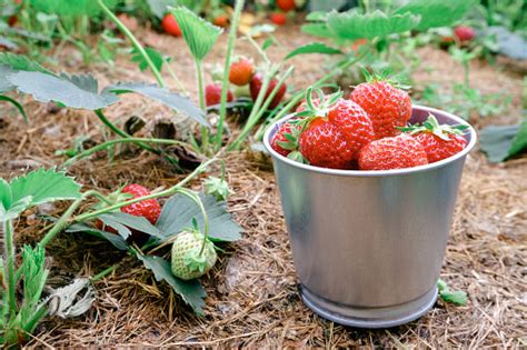 멀치 가든의 금속 양동이에 붉은 익은 육즙이 많은 딸기 유기농 열매 수확 6월에 대한 스톡 사진 및 기타 이미지 6월 건강한 식생활 계절 Istock