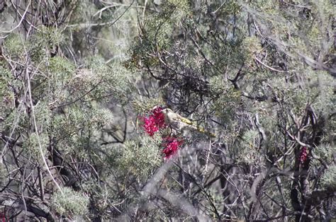Monitoring The Birds And The Bees Edna Metabarcoding Of Flowers