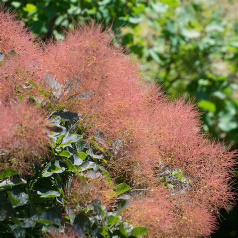 Cotinus Coggygria Scumpia Smoke Tree Shrub 5 And 50 Similar Items