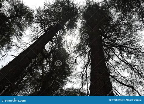 High Rise Stock Image Image Of Mapel Beautiful High