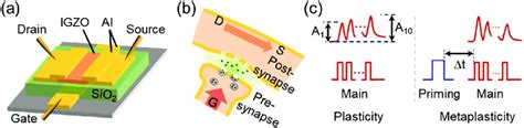 Schematics A Schematic Diagram Of The Sputtered Electrolyte Gated Download Scientific Diagram