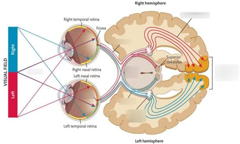 Visual Pathway Diagram Quizlet