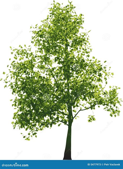 Vector Green Tree Stock Photos Image 5477973