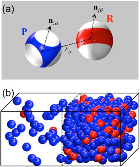 Illustration Of The Patchy Particle Model For Protein Regulator