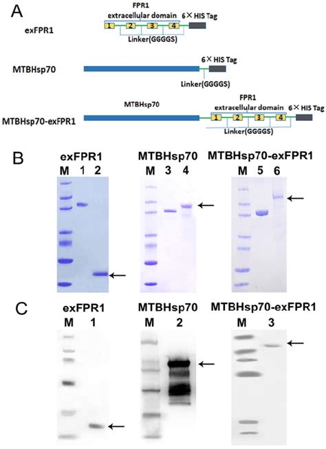 Expression And Analysis Of Recombinant Proteins A Schematic