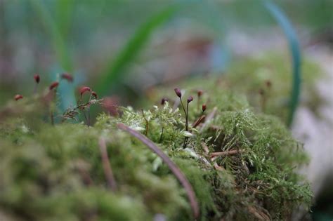 苔藓 宏 自然 Pixabay上的免费照片 Pixabay
