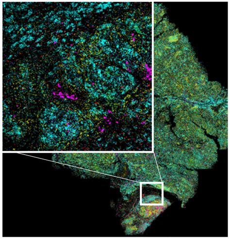 CosMx Human Universal Cell Characterization RNA Panel