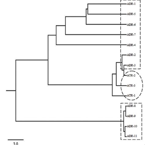 upgma dendrogram based on nei s 1978 unbiased genetic distance