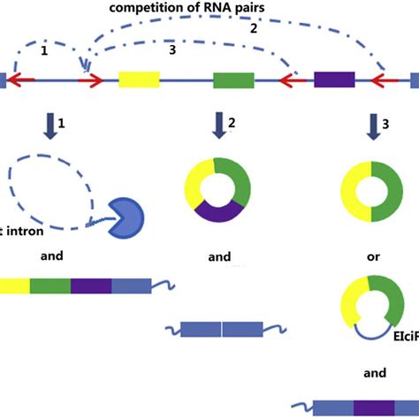 Possible Models Of Alternative Circularization Multiple Circrnas From