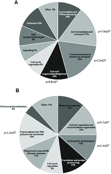 Functional Distribution Of Deletion Mutants That Are Highly Sensitive