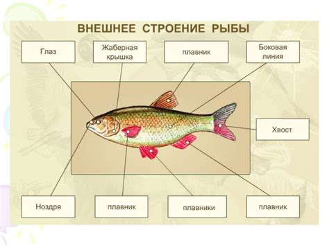 Рыба. Пищевая ценность рыбы. Технология первичной и кулинарной ...