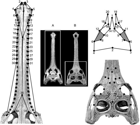 Landmarks Selected For The Two Dimensional Geometric Morphometric Download Scientific Diagram