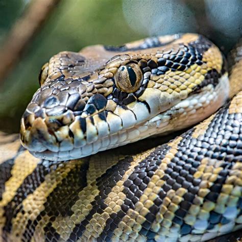 Premium Ai Image Close Up Of A Python