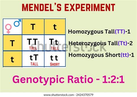Mendels Experiment Monohybrid Cross Heredity Lesson Genotypic Stock