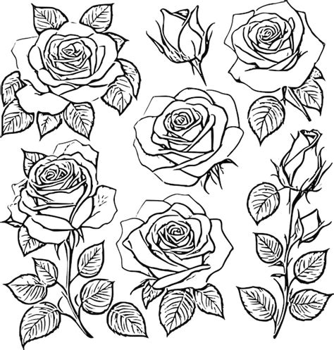 로즈 라인 아트 클리파트 세트 프리미엄 벡터