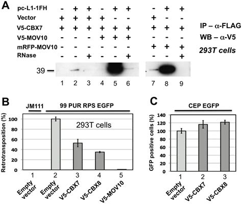 Polycomb Group Pcg Multiprotein Prc1 Like Complex Component Chromobox