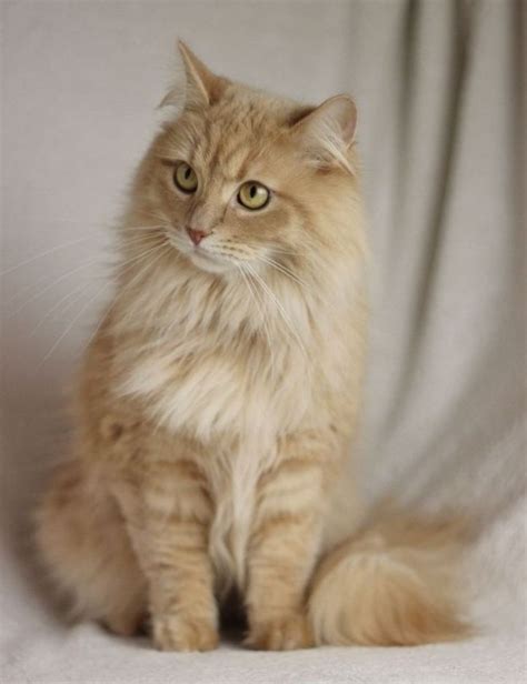 Blonde Siberian Cat Yellow Siberian Cat Golden Norwegian Forest Cat