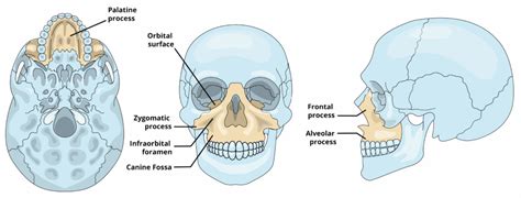 The Maxilla Landmarks Articulations Teachmeanatomy