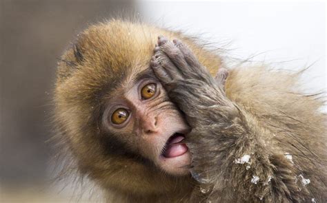 Oxymoron Paradox And Irony 4th 6th Grade Quiz Wayground Formerly