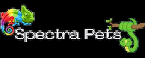 Dart Frog Habitat Setup Guide A Complete Catalog