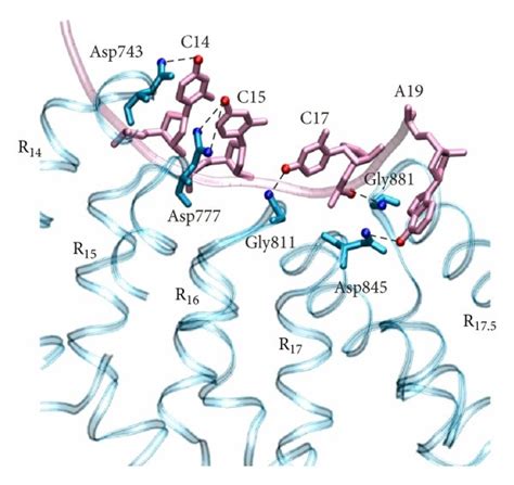 The Interactions Between The Last Few Repeats And Dna From