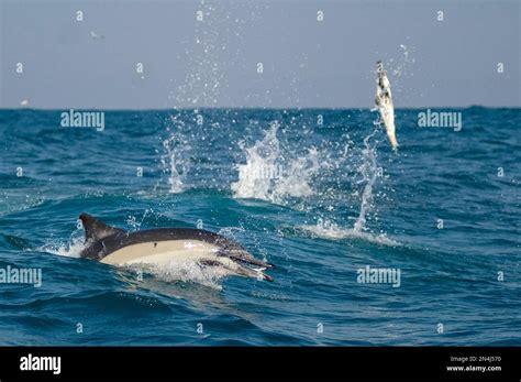 Common Dolphin Delphinus Delphis With Cape Gannets Morus Capensis