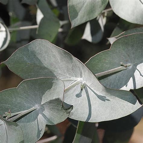 Eucalyptus Risdonii About Tasmania