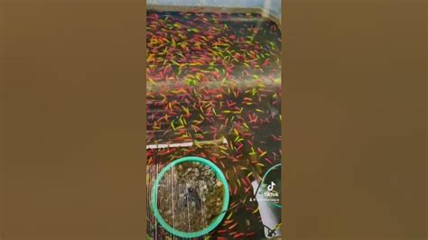 පාට පාට මල් 😋 Youtube