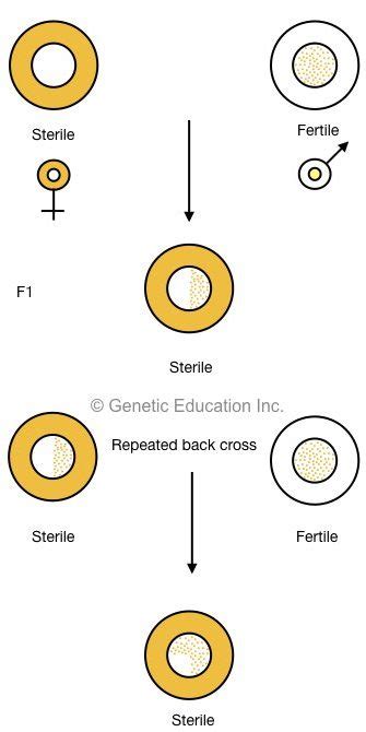 Extrachromosomal Inheritance Definition Criteria Maternal Inheritance And Examples