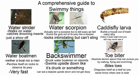 Water Bugs R Whatsthisbug