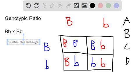 genotype ratio