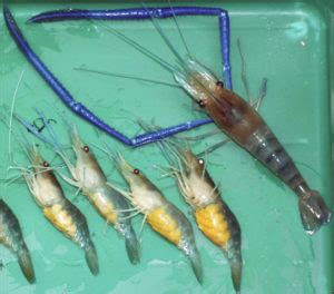 Monosex Culture Of Prawns Through Temporal Androgenic Gene Silencing Responsible Seafood Advocate