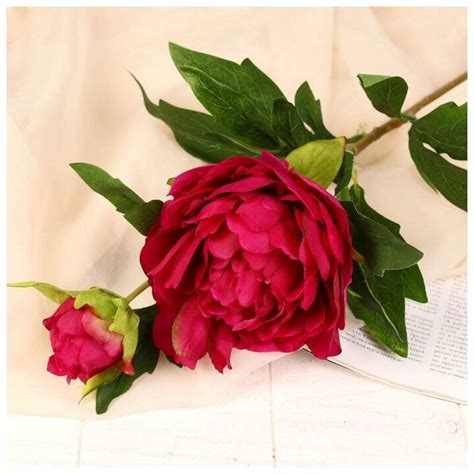 Бордовые пионы эстетика — купить по низкой цене на Яндекс Маркете