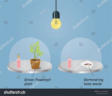 Plant Bean Experiment Light Environment Vector Stock Vector Royalty Free Shutterstock