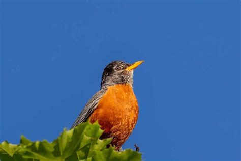 7 Types Of Birds That Look Like Robins But Arent Birdzfly