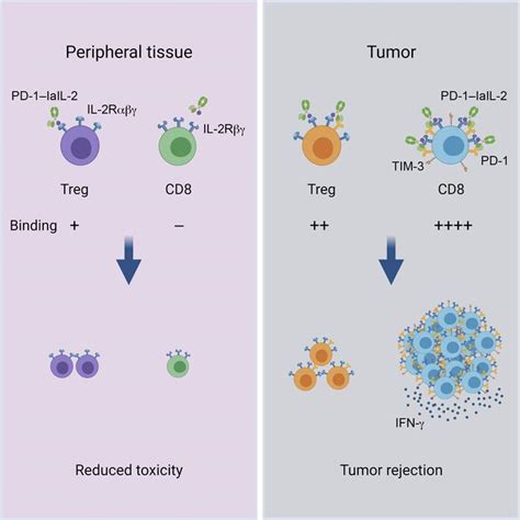 Jci Selective Delivery Of Low Affinity Il 2 To Pd 1 T Cells