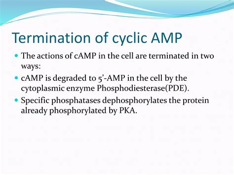 Cyclic Amp Pathway Ppt