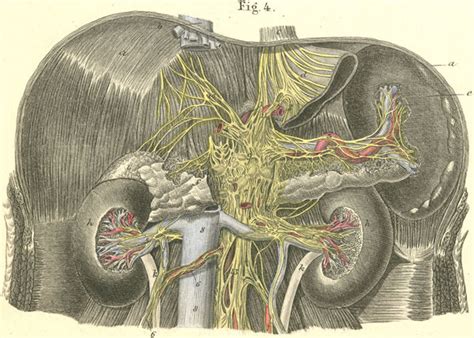 The Celiac S Solar Plexus With Surrounding Organs