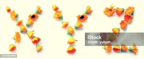 메리 골드 꽃의 영어 알파벳 편지 X Y Z 꽃 글꼴 컬렉션 아름다운 금송화 꽃 편지 고유 작성자 글꼴입니다 부드러운 빈티지 필터 X Z 문자 0명에 대한 스톡 사진 및