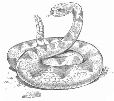 How To Draw A Rattlesnake Step By Step Drawing Tutorial