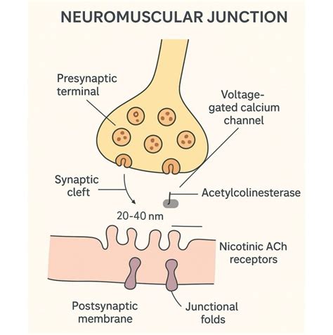 Understanding The Neuromuscular Junction Structure And Transmission