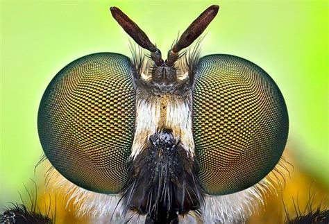 Vivid In Bubbly Yellow Insect Eyes Insects Insect Photos