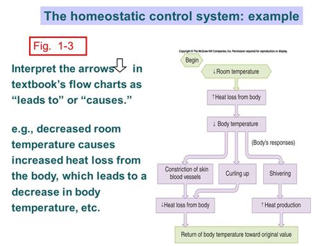 vander s human physiology widmaier raff strang ppt video online