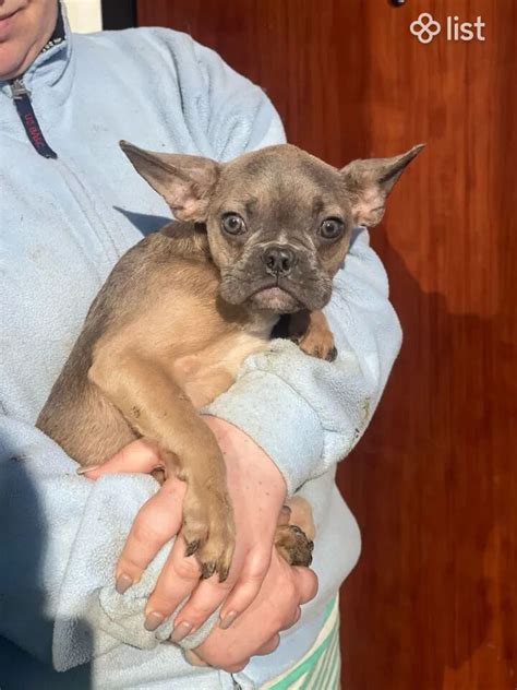 Французкий бульдог Շներ List Am