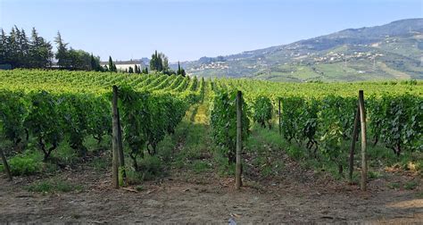 Discoveries Portugal Tours Porto And Douro Valey Tour