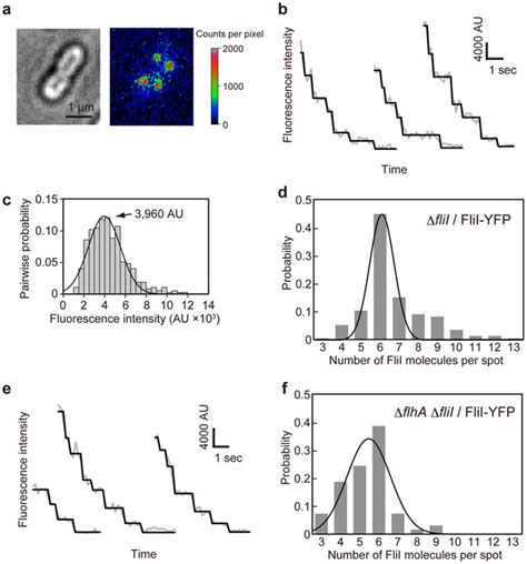 Measurement Of The Number Of Flii Yfp Molecules Associated With The Fbb