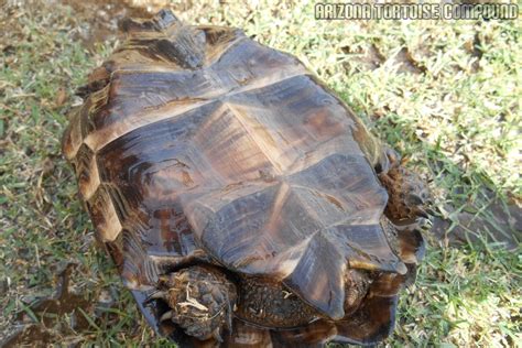 Gopherus Berlandieri Natural History Care And Photo Gallery
