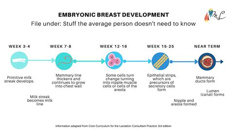 Breast Growth After Puberty At Mary Maxfield Blog