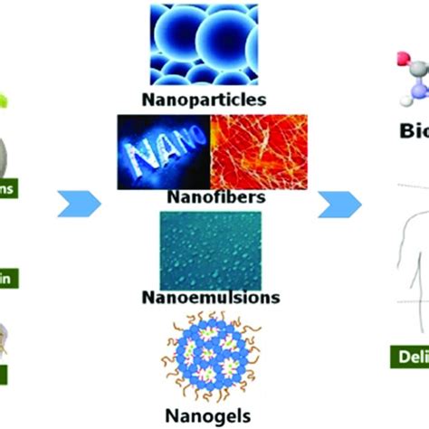 Nanostructured Plant Proteins Fabrication And Applications As Delivery Download Scientific