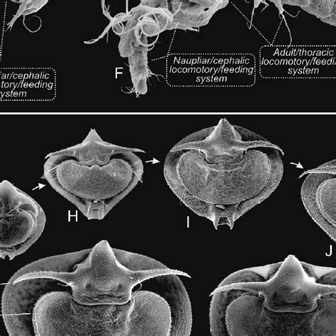 3 Life Cycle And Larval Stages Of Mystacocarida And Branchiopoda A